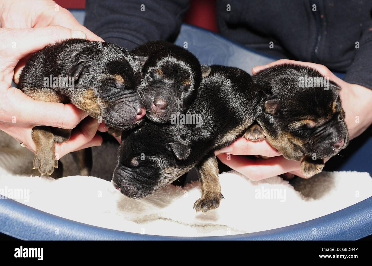 Puppies saved from frozen canal. Four puppies that were rescued from a ...