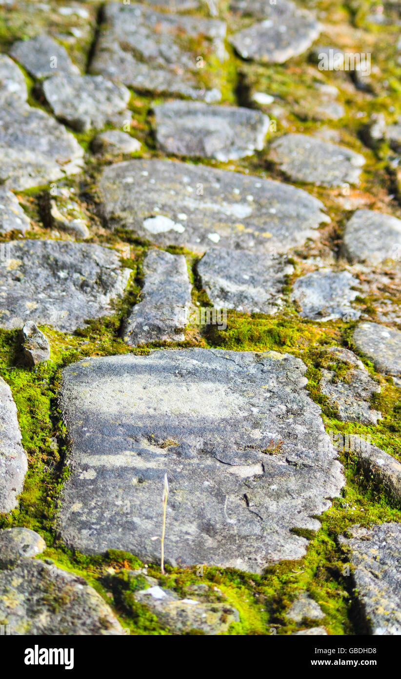 gray stones of an ancient path in the woods abandoned partly covered ...