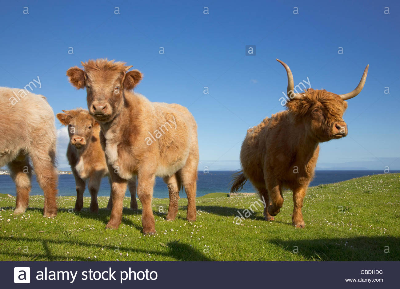 Scottish Highland Cow And Calf High Resolution Stock Photography and ...