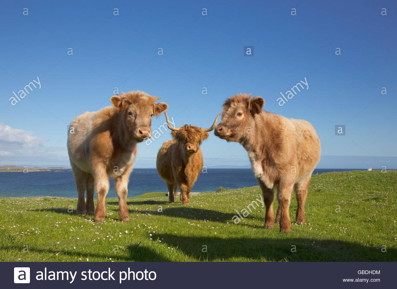 Highland Cow Cows High Resolution Stock Photography and Images - Alamy