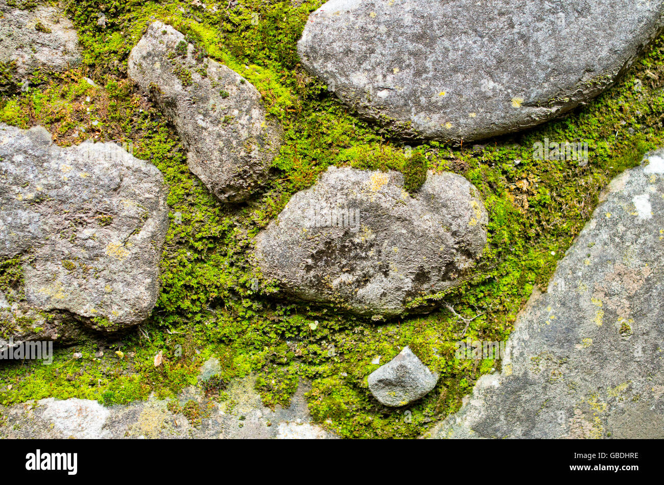 gray stones of an ancient path in the woods abandoned partly covered ...