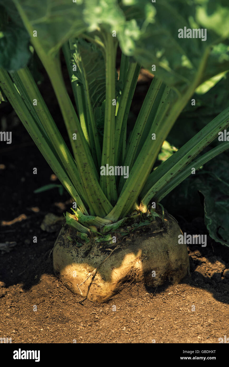 Sugar beet root hi-res stock photography and images - Alamy