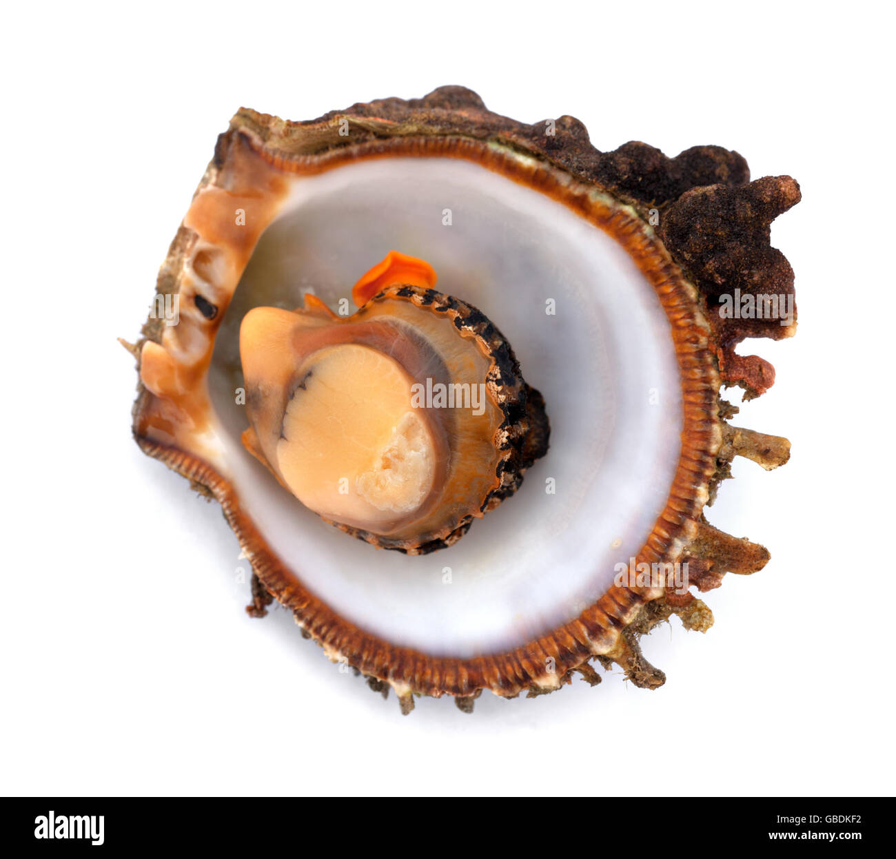 Raw seafood in shell. Isolated on white background Stock Photo - Alamy