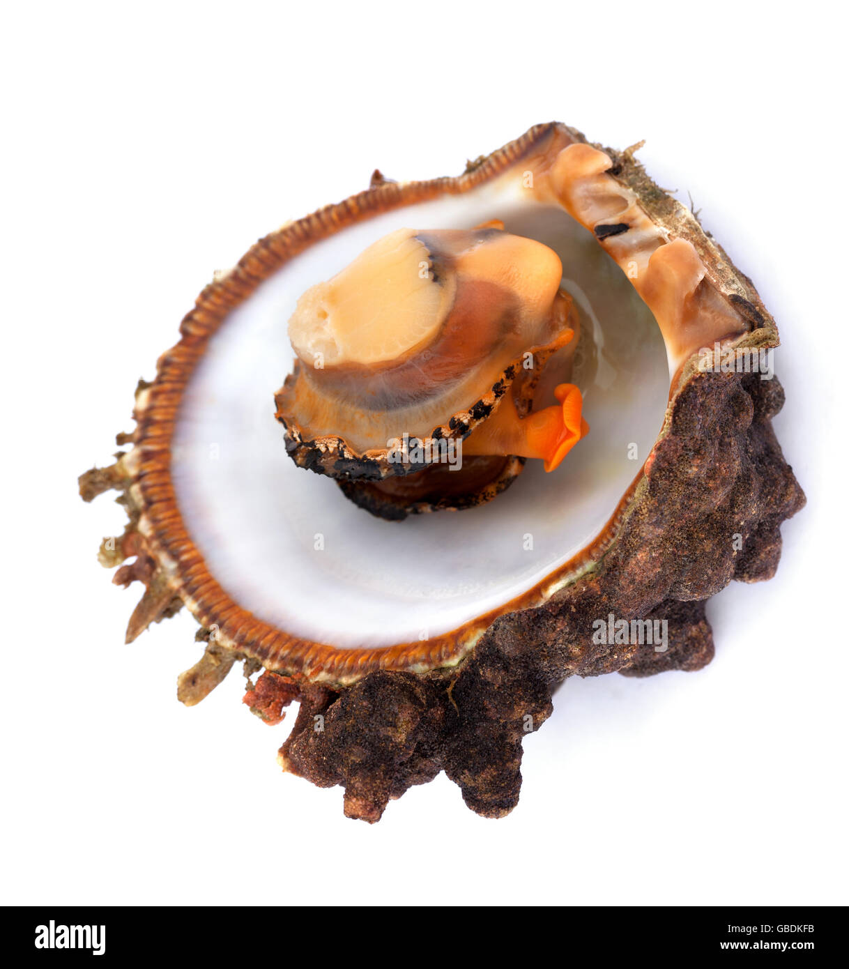 Raw seafood in opened shell. Isolated on white background Stock Photo ...