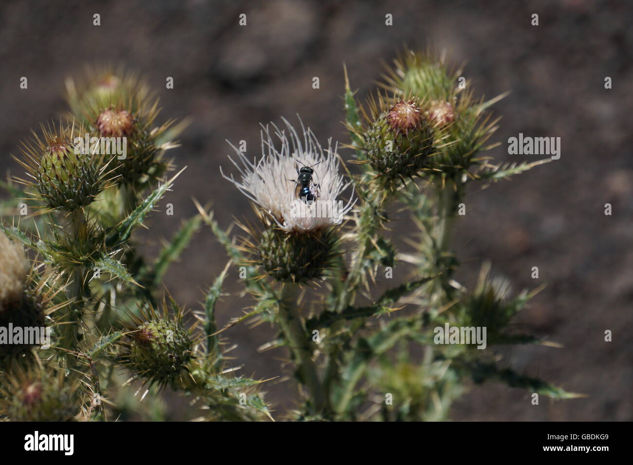 Hooker's Thistle flower with bee blooming in summer on the volcanic ...