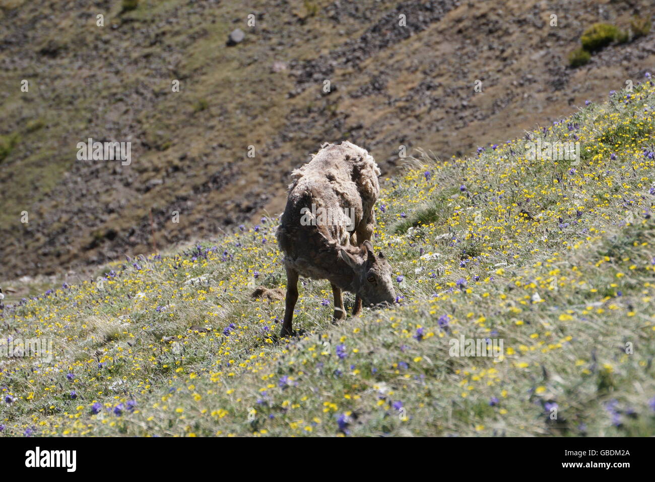 Female sheep hi-res stock photography and images - Alamy