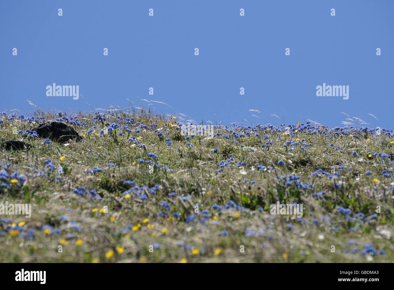 Meadow with Forget-me-not flowers on the way to Mt Washburn ...