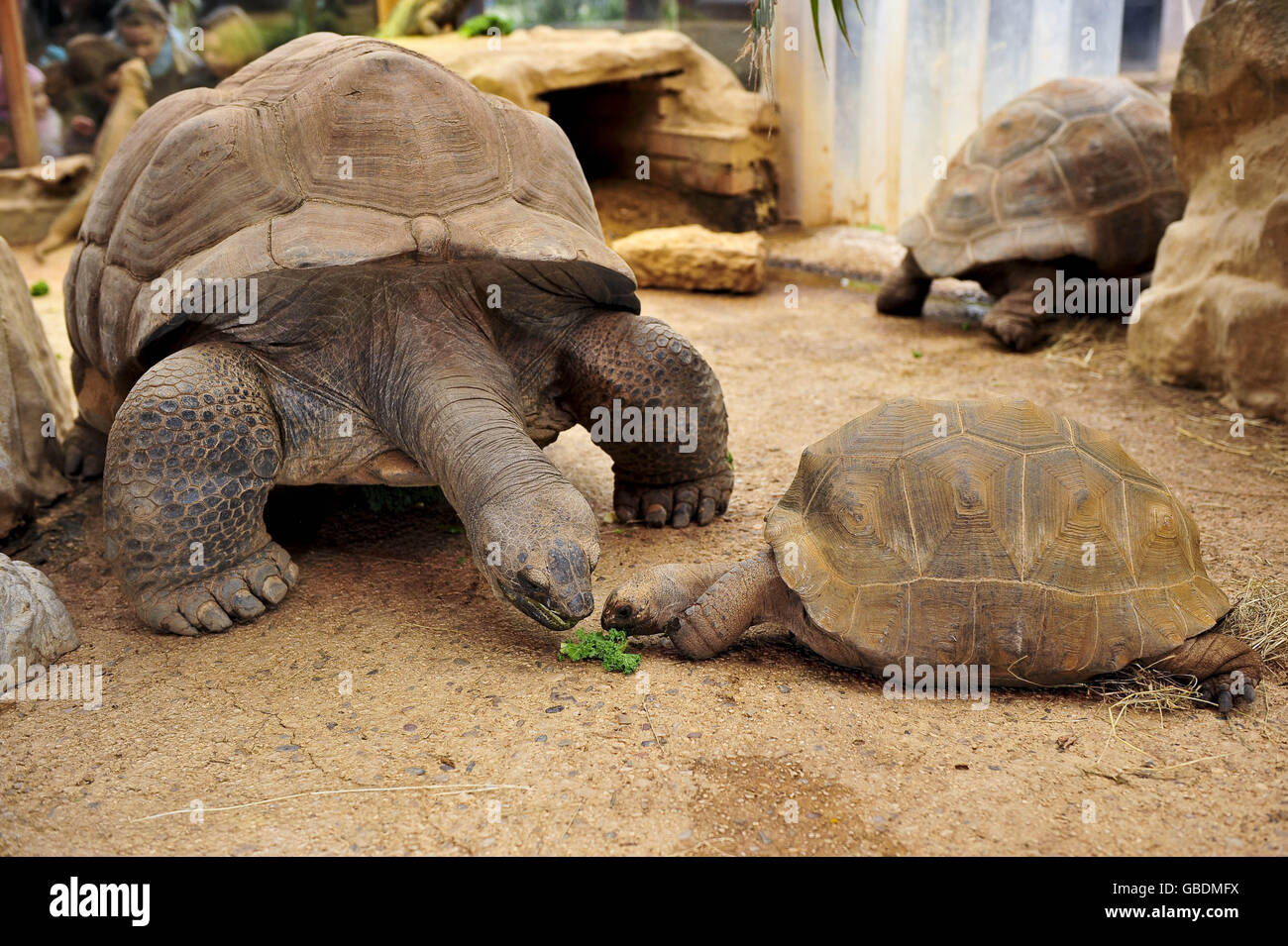 Tortoise breeding programme Stock Photo - Alamy