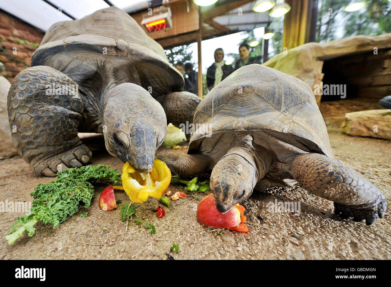 Tortoise breeding programme Stock Photo - Alamy