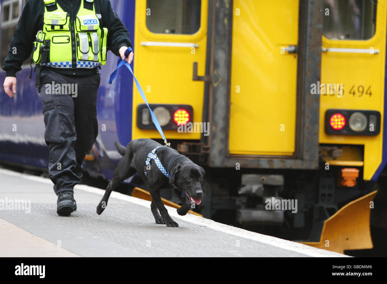 Two-year-old black Labrador, Bruce, a rescue dog from Dogs Trust ...