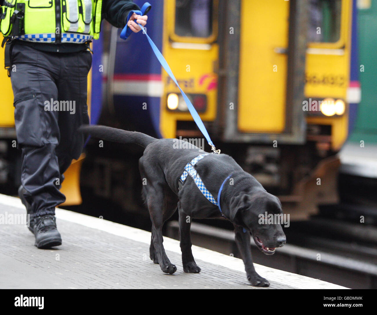 Rescue dog becomes police sniffer Stock Photo - Alamy