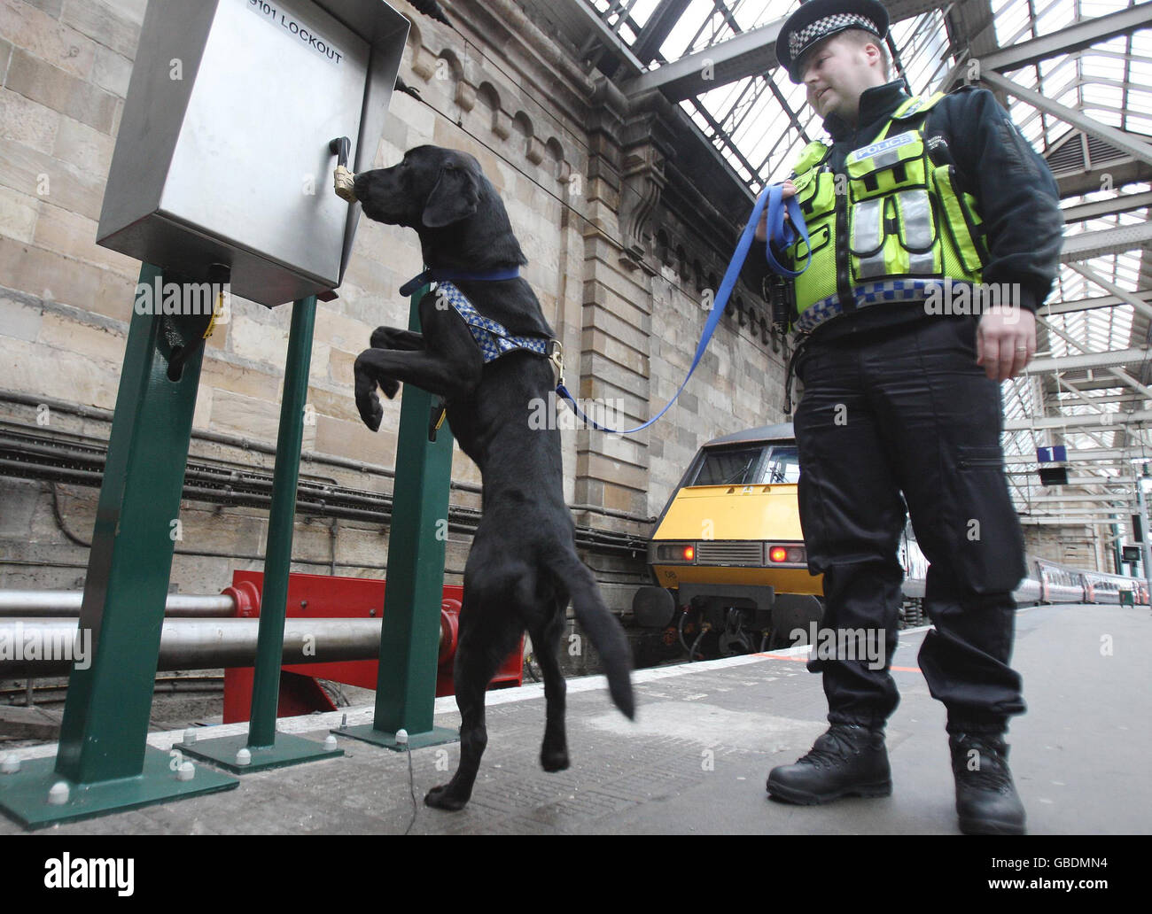 Two-year-old black Labrador, Bruce, a rescue dog from Dogs Trust ...