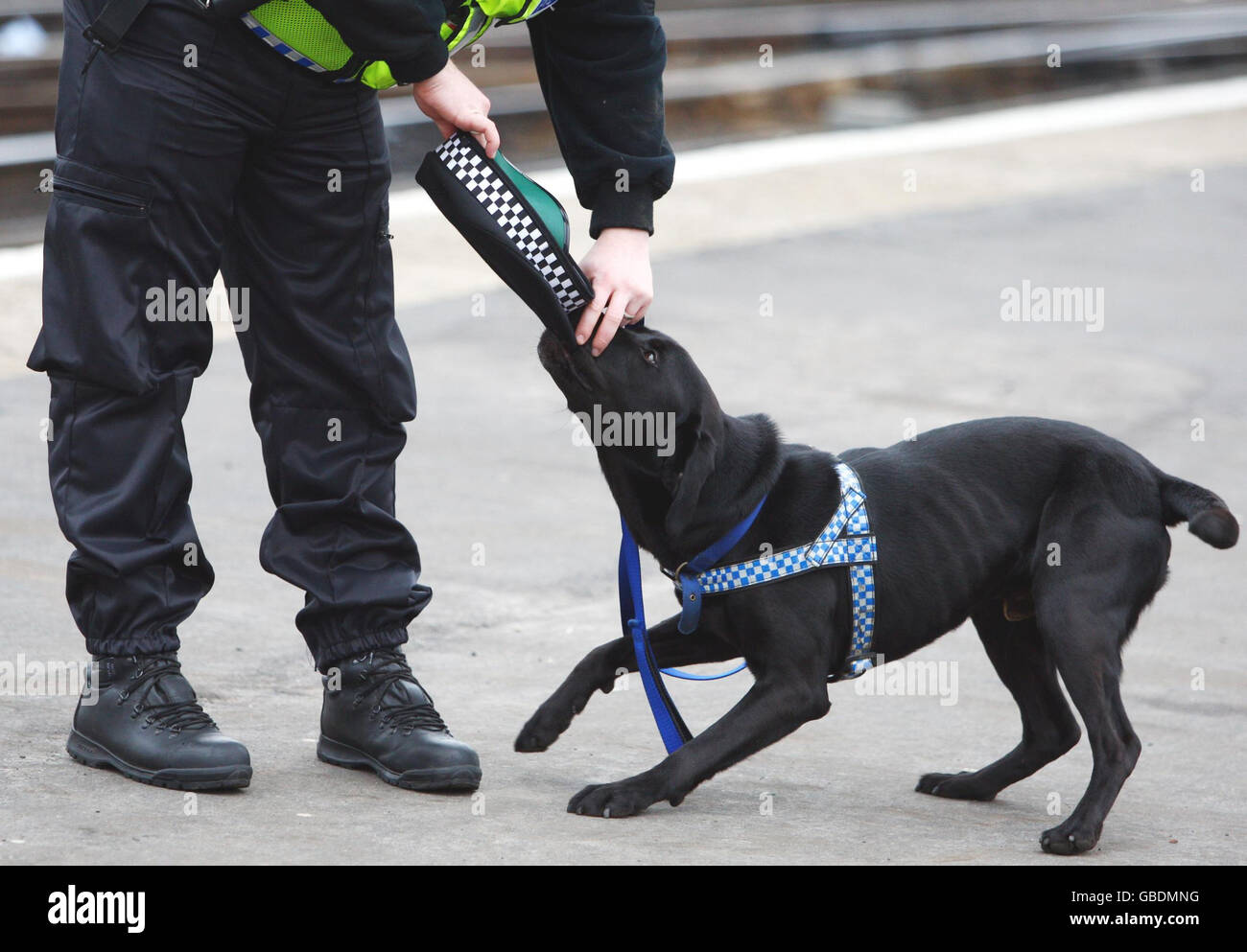 Rescue dog becomes police sniffer Stock Photo - Alamy