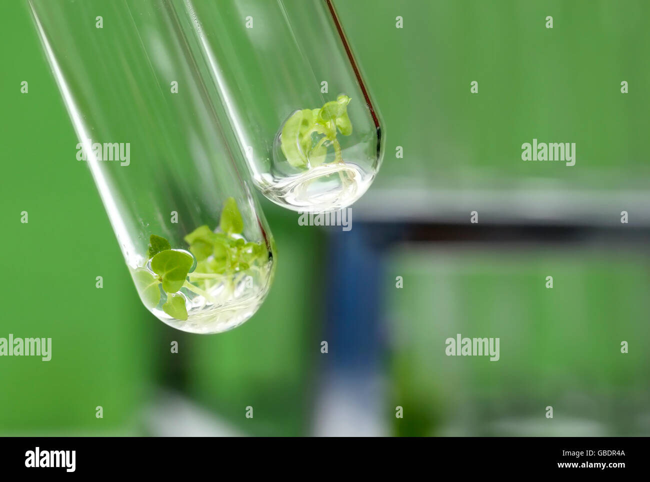 Plant tissue culture hi-res stock photography and images - Alamy