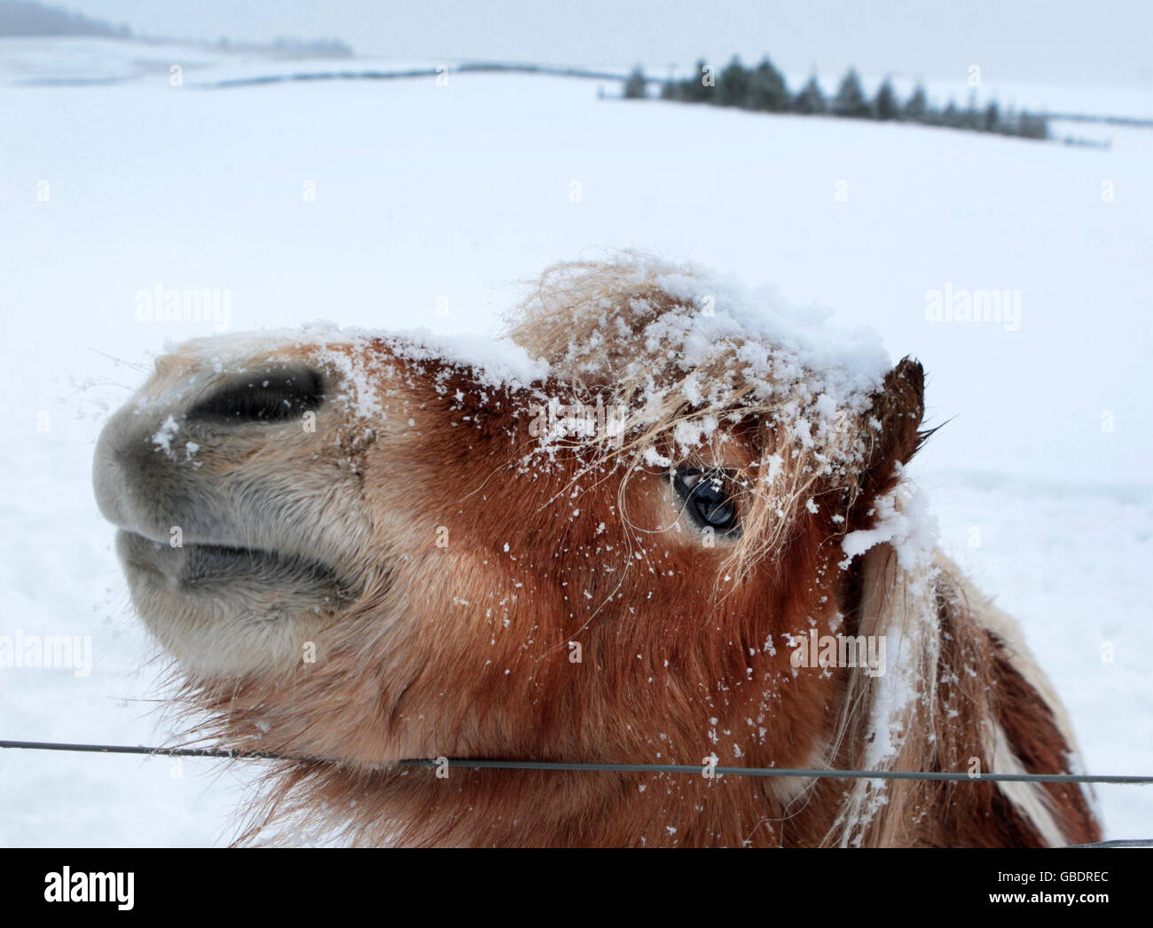 Shetland ponies play in the snow near Edinburgh Stock Photo - Alamy