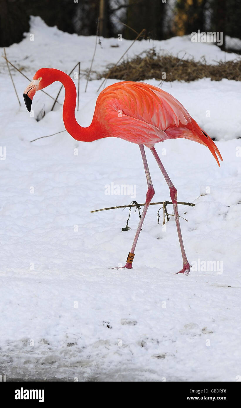 Winter snow cold flamingo flamingos hi-res stock photography and images ...