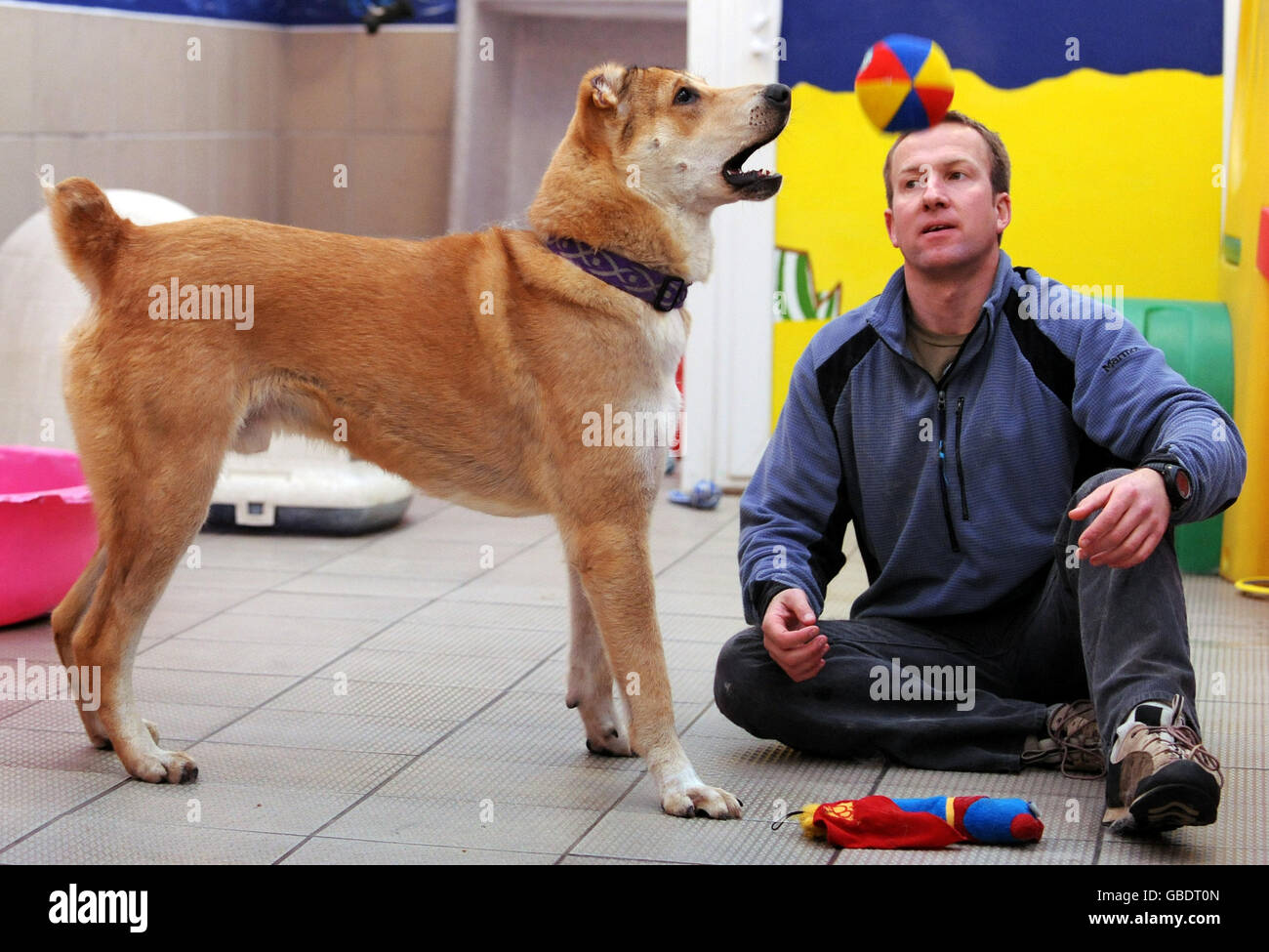 Rescued Afghan fighting dog Stock Photo - Alamy
