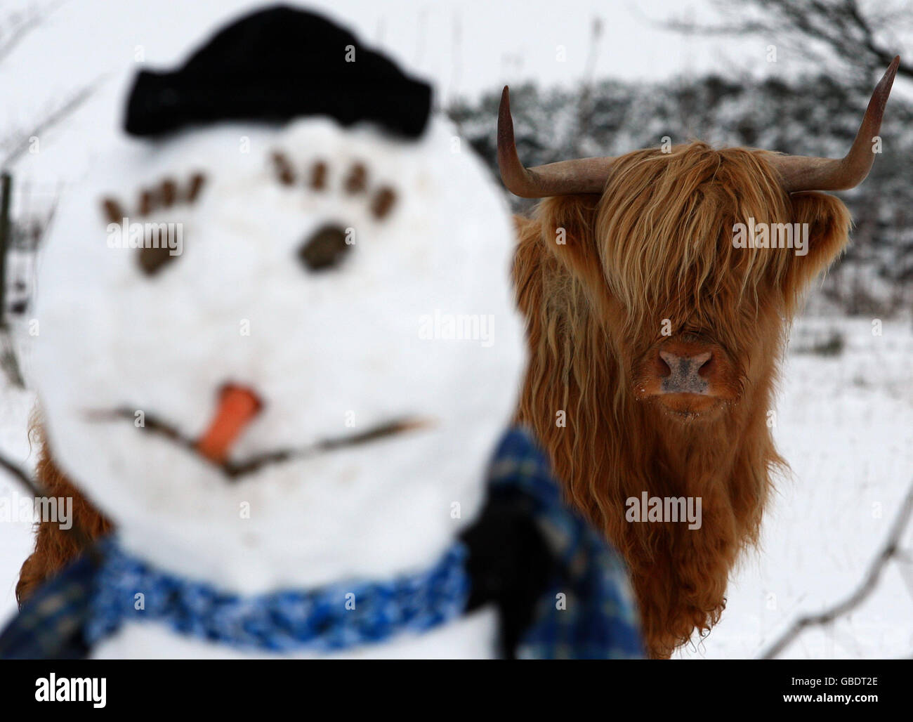 A Highland cow stands next to a snowman made by farmer Peter Laidlaw at ...