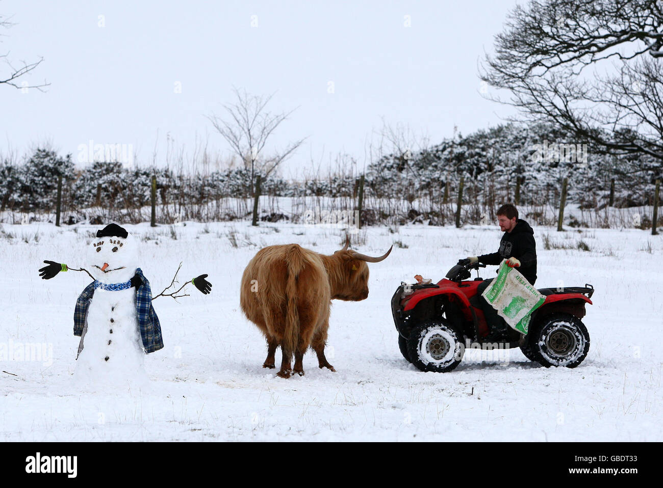 A Highland cow from Craigannet farm, Carron Valley in central Scotland ...