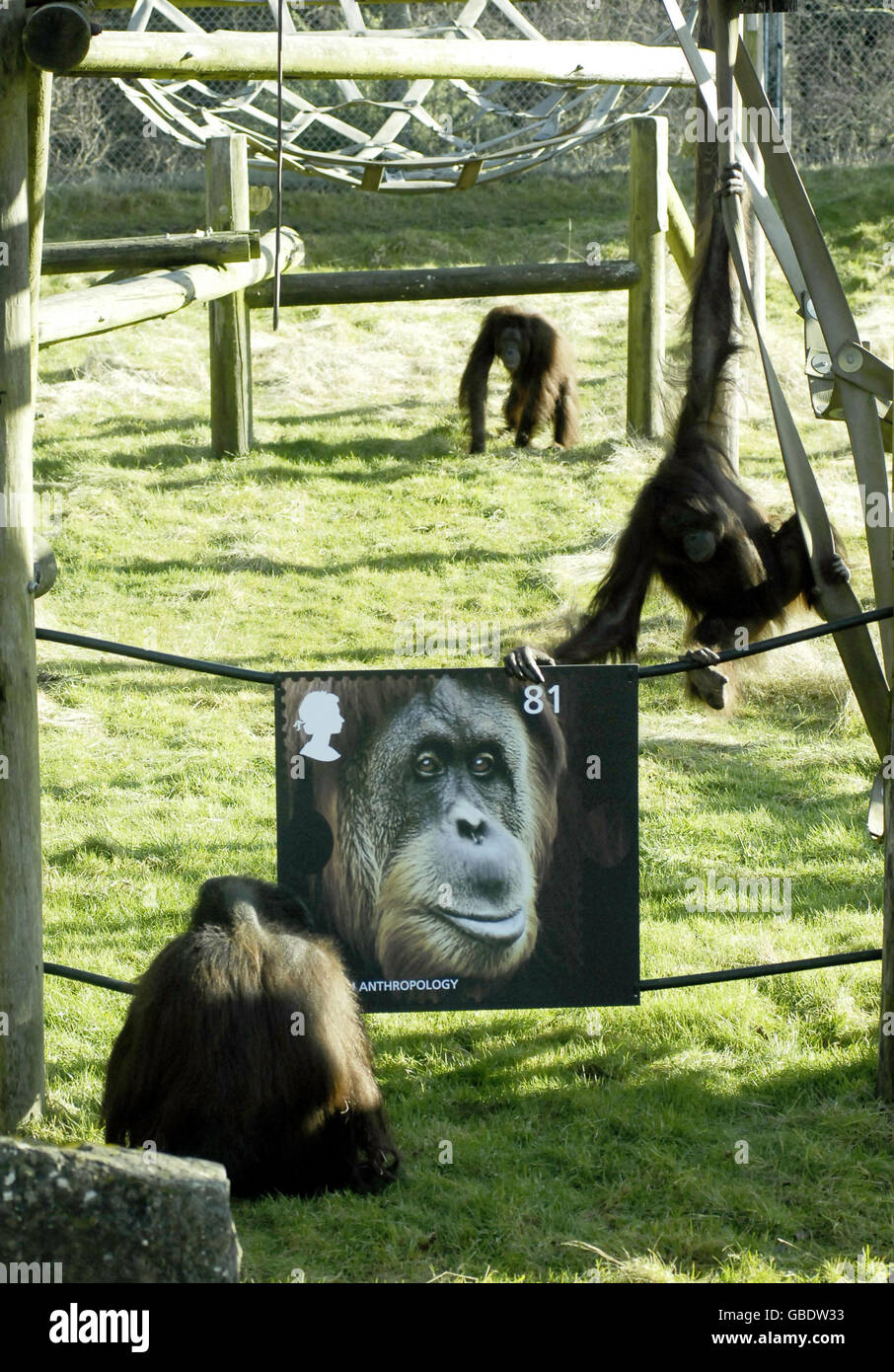Monkey world ape rescue centre hi-res stock photography and images - Alamy