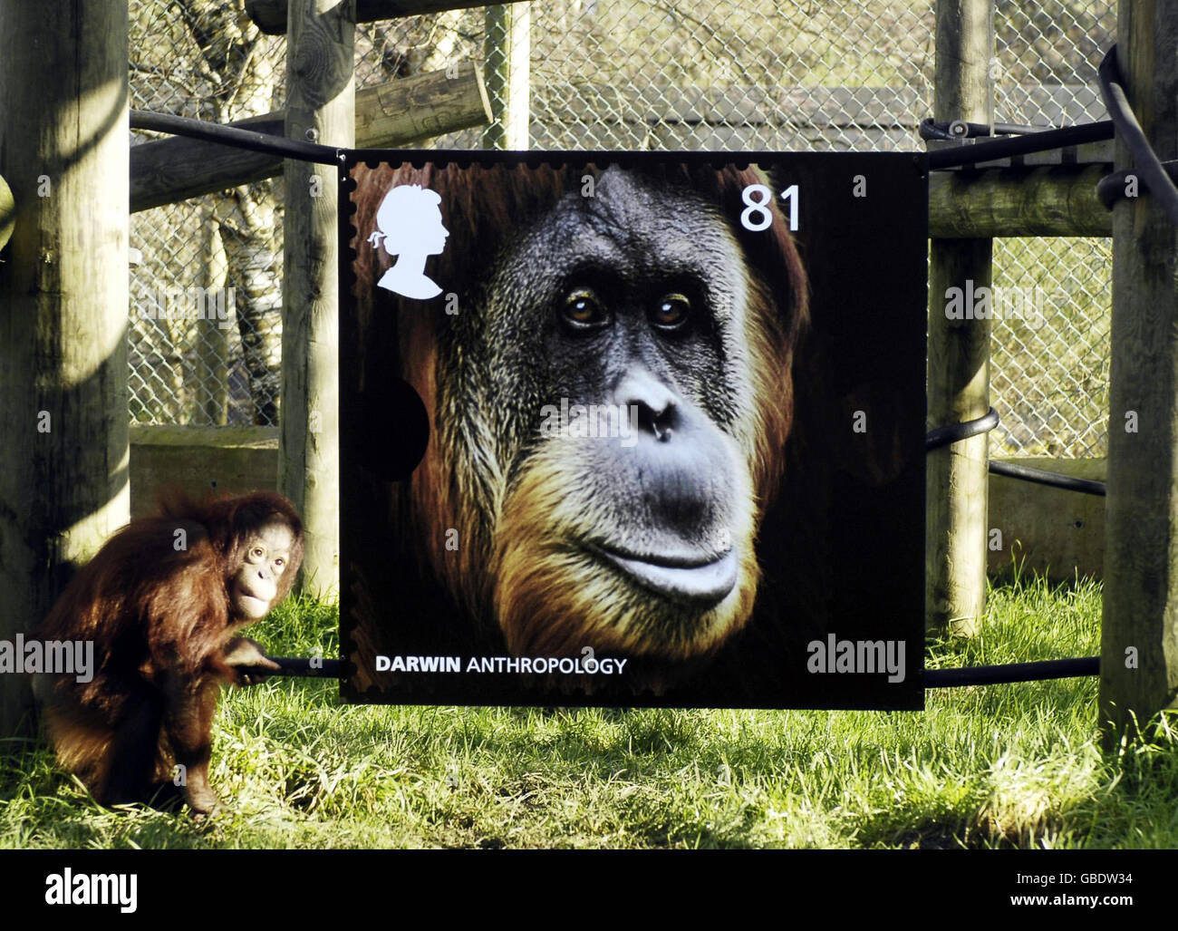 Charles darwin as a monkey hi-res stock photography and images - Alamy