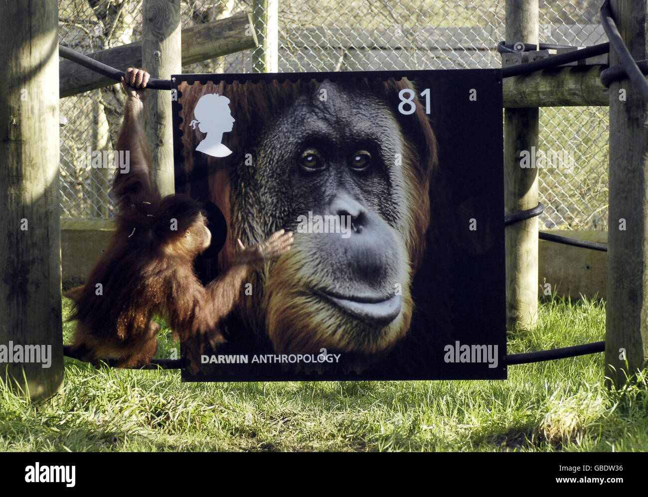 Charles darwin as a monkey hi-res stock photography and images - Alamy