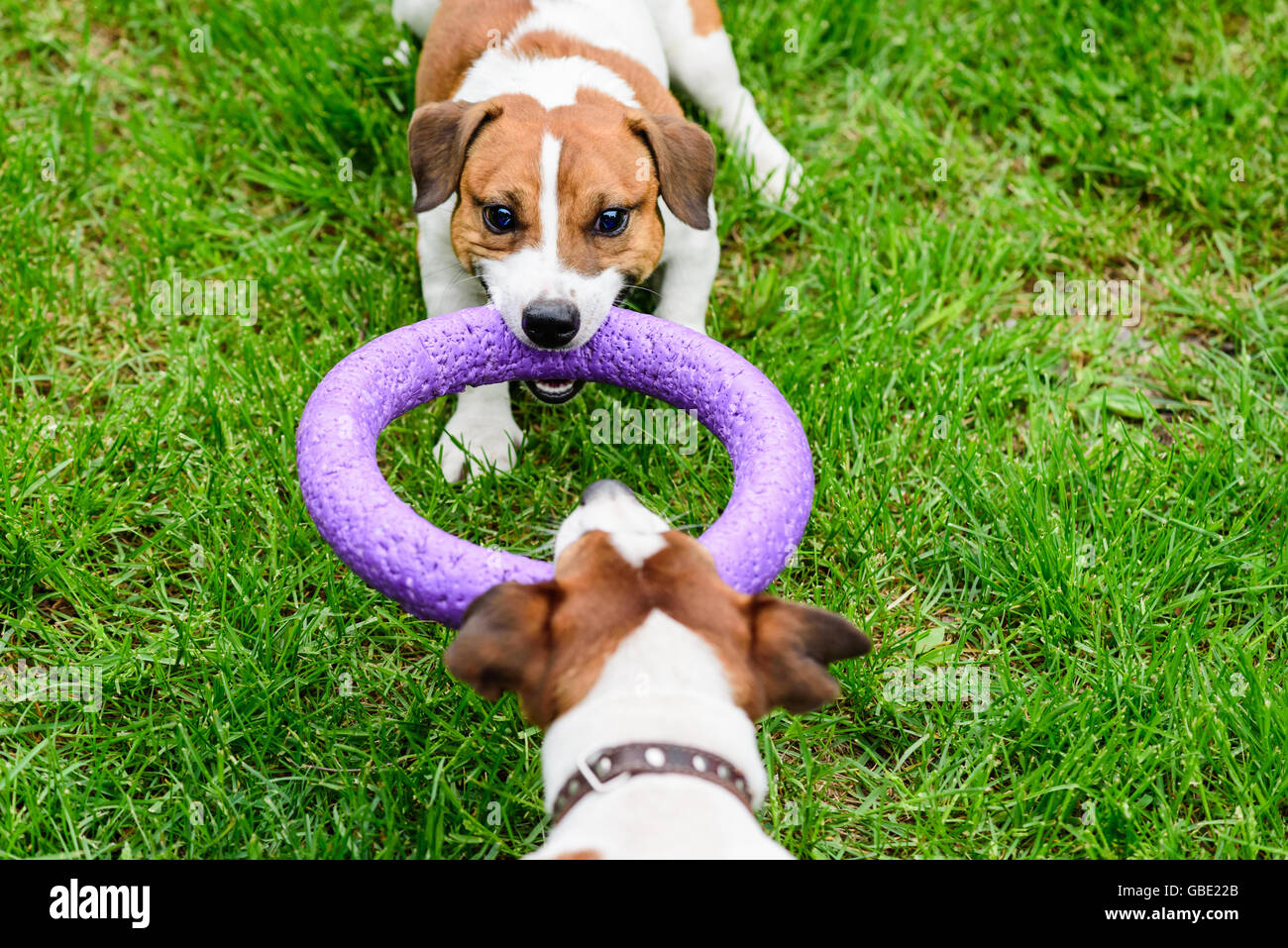 Tug of war hi-res stock photography and images - Alamy