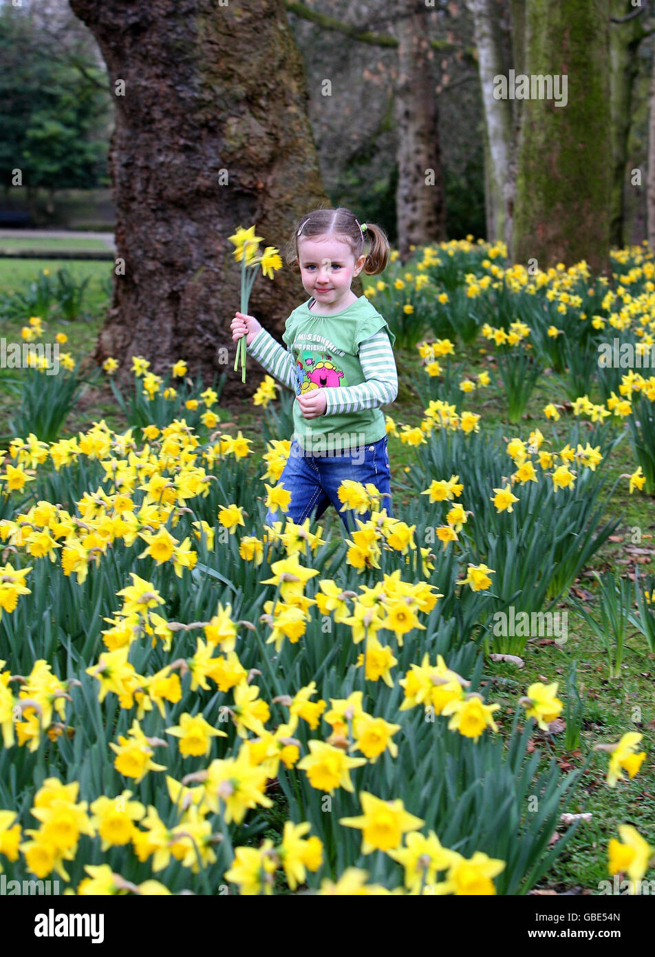 Early spring flowers Stock Photo - Alamy