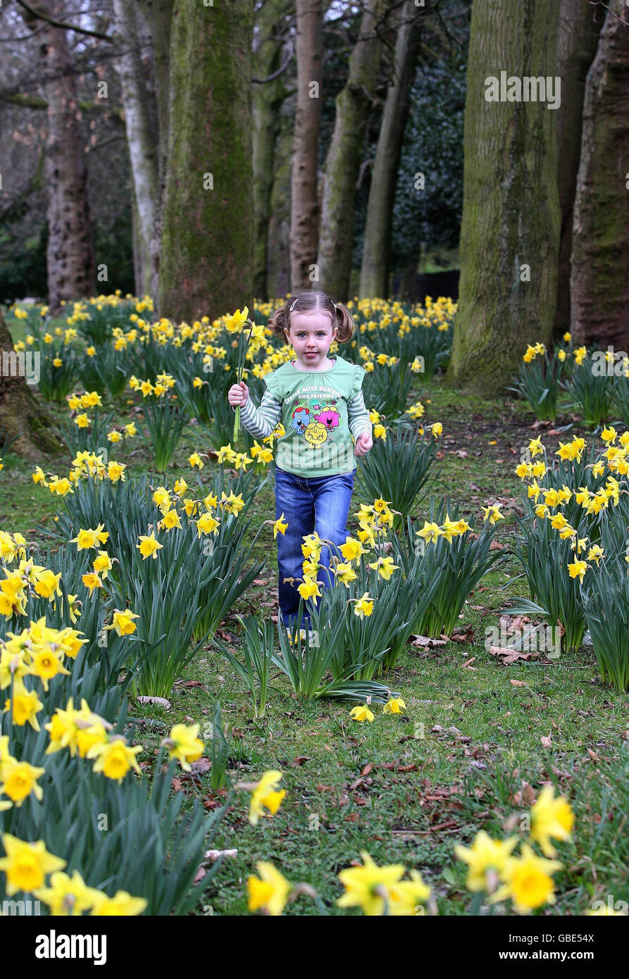Early spring flowers Stock Photo - Alamy