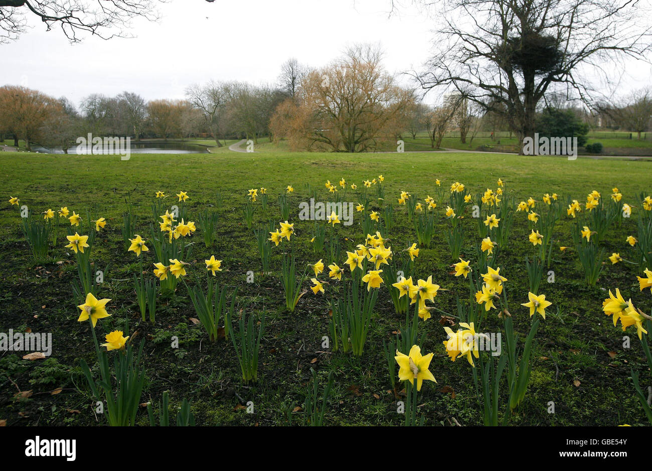 Early spring flowers Stock Photo - Alamy