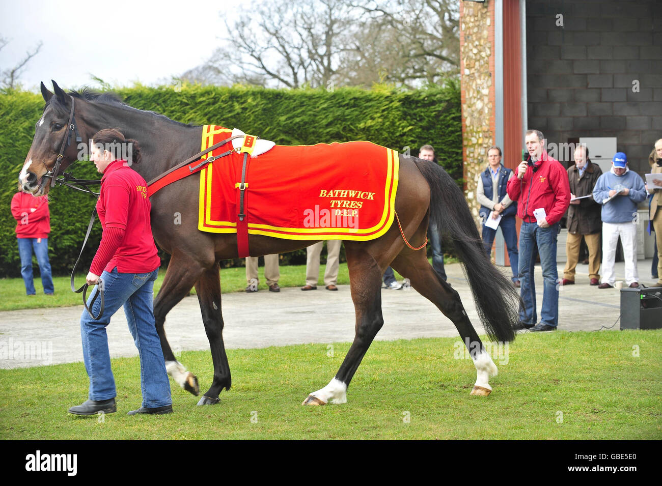 Horse Racing - David Pipe Stable Visit. Comply Or Die is shown off ...