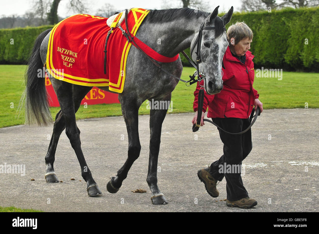 Horse Racing - David Pipe Stable Visit. Great Endeavour is shown off ...