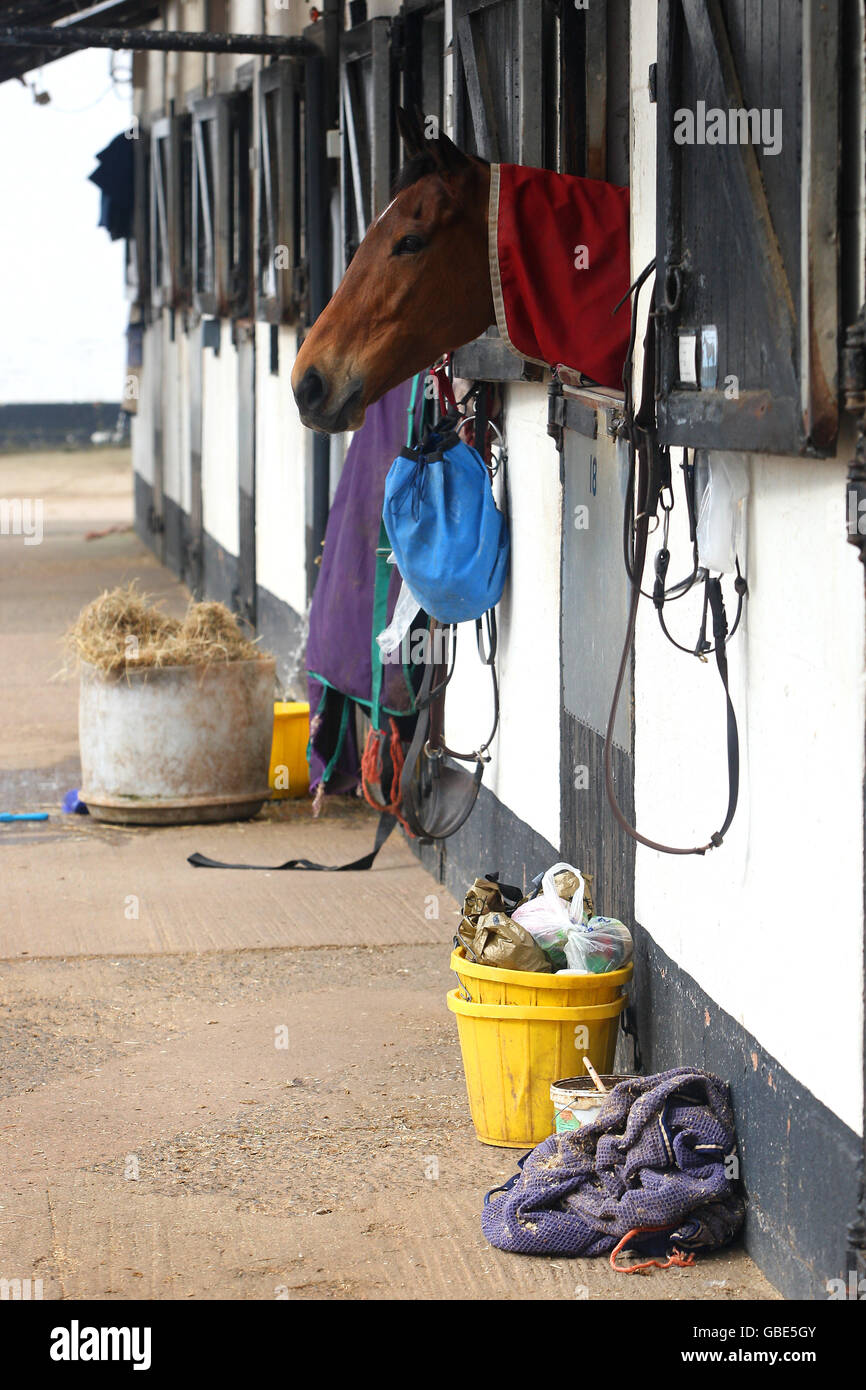 Martin pipe at his stables hi-res stock photography and images - Alamy