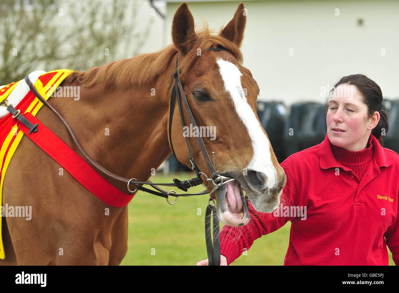 Horse Racing - David Pipe Stable Visit Stock Photo - Alamy