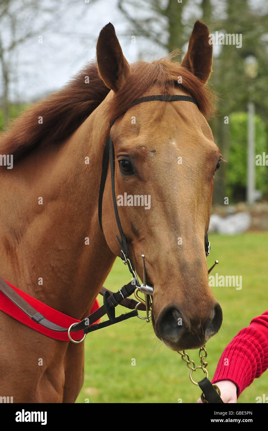 Horse Racing - David Pipe Stable Visit Stock Photo - Alamy