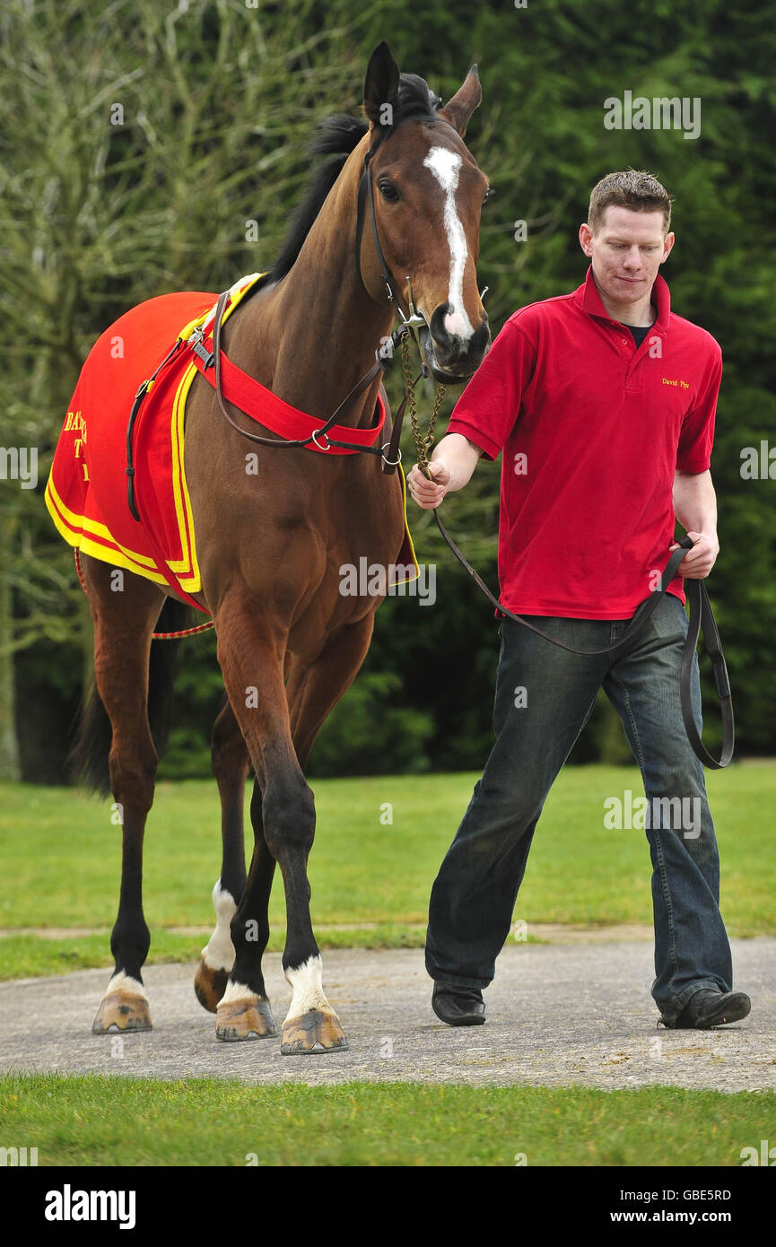 Mr Thriller is shown off during the David Pipe stable visit in ...