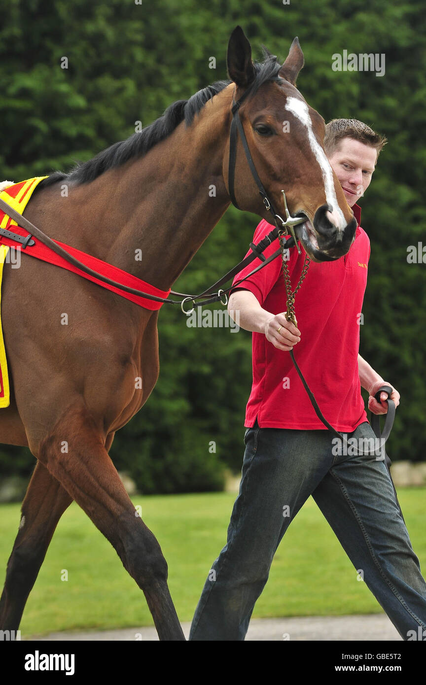 Mr Thriller is shown off during the David Pipe stable visit in ...