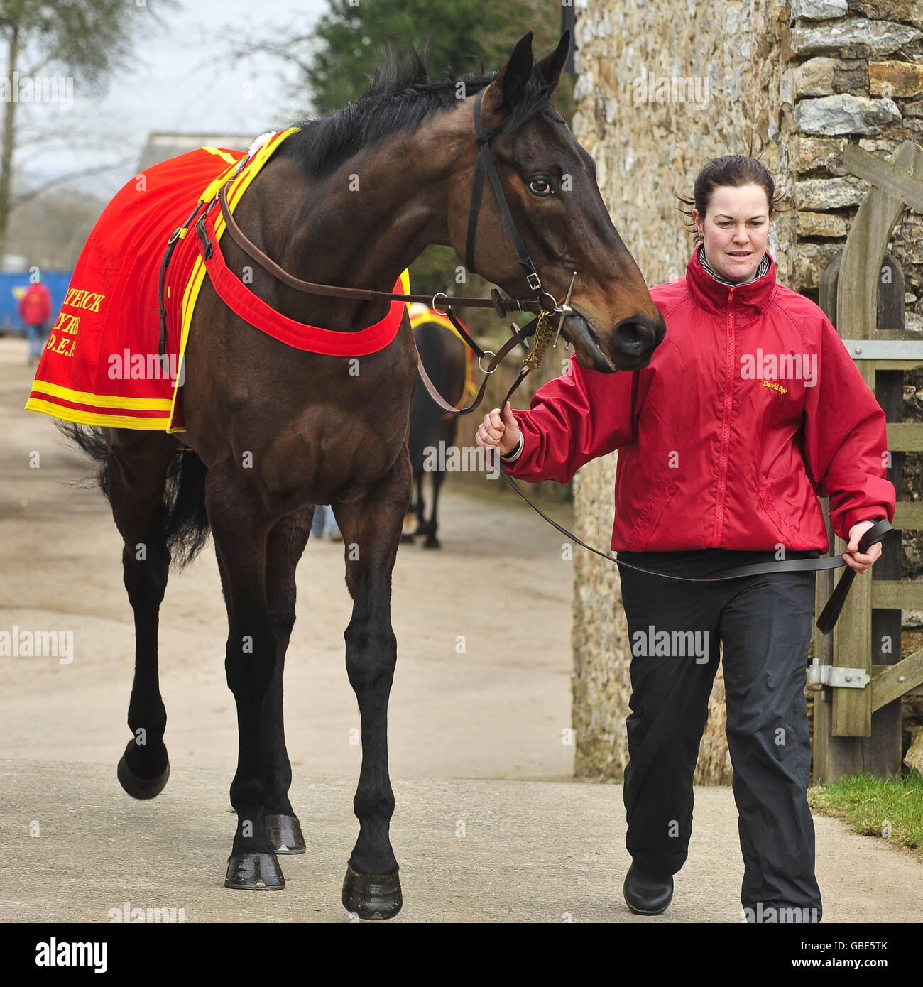 Mamlook is shown off during the David Pipe stable visit in ...