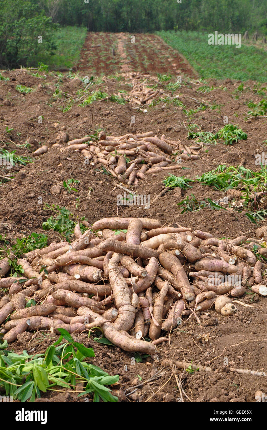 Cassava crop hi-res stock photography and images - Alamy