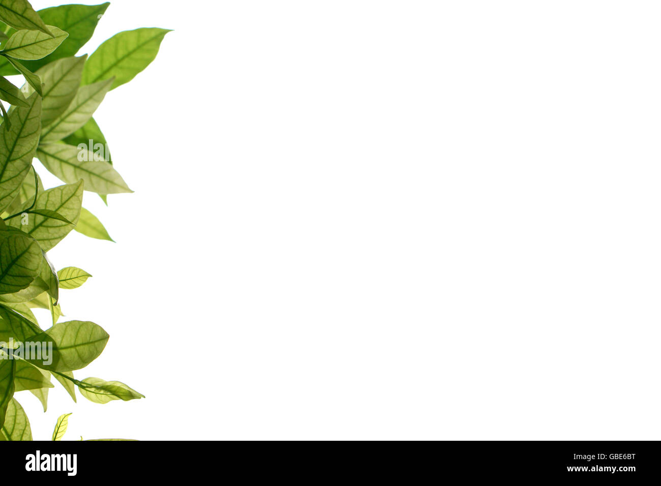 cluster of tree leaves in green color on the left side with white ...