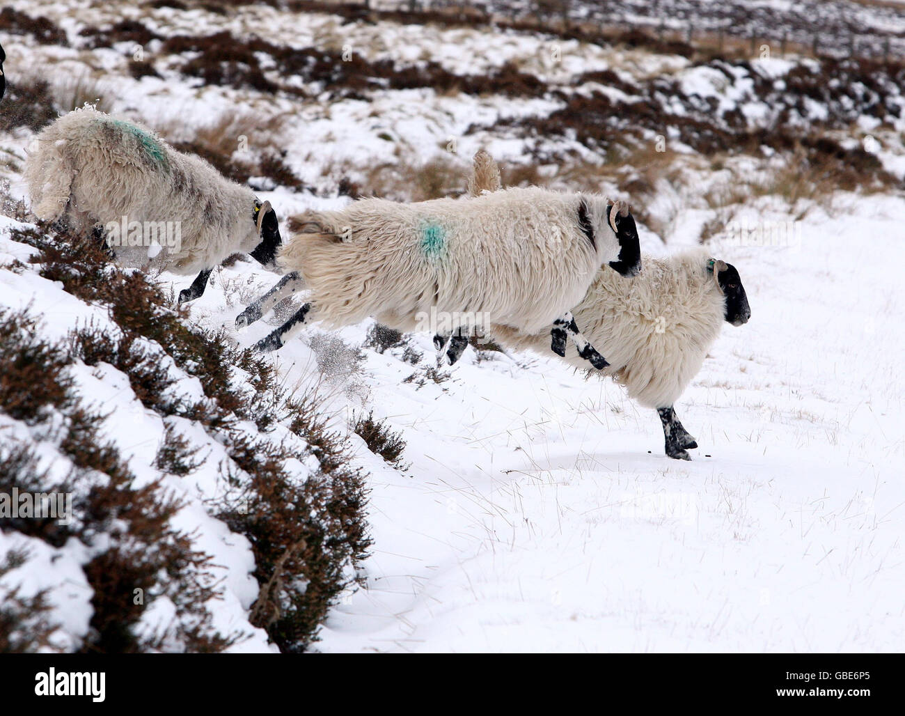 Sheep forage food in sheriffmuir hi-res stock photography and images ...