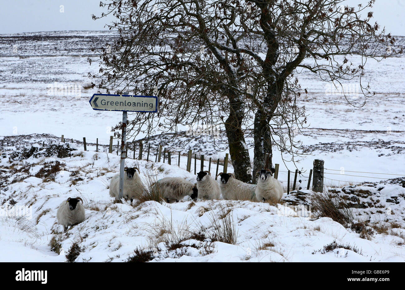 Sheep forage food in sheriffmuir hi-res stock photography and images ...