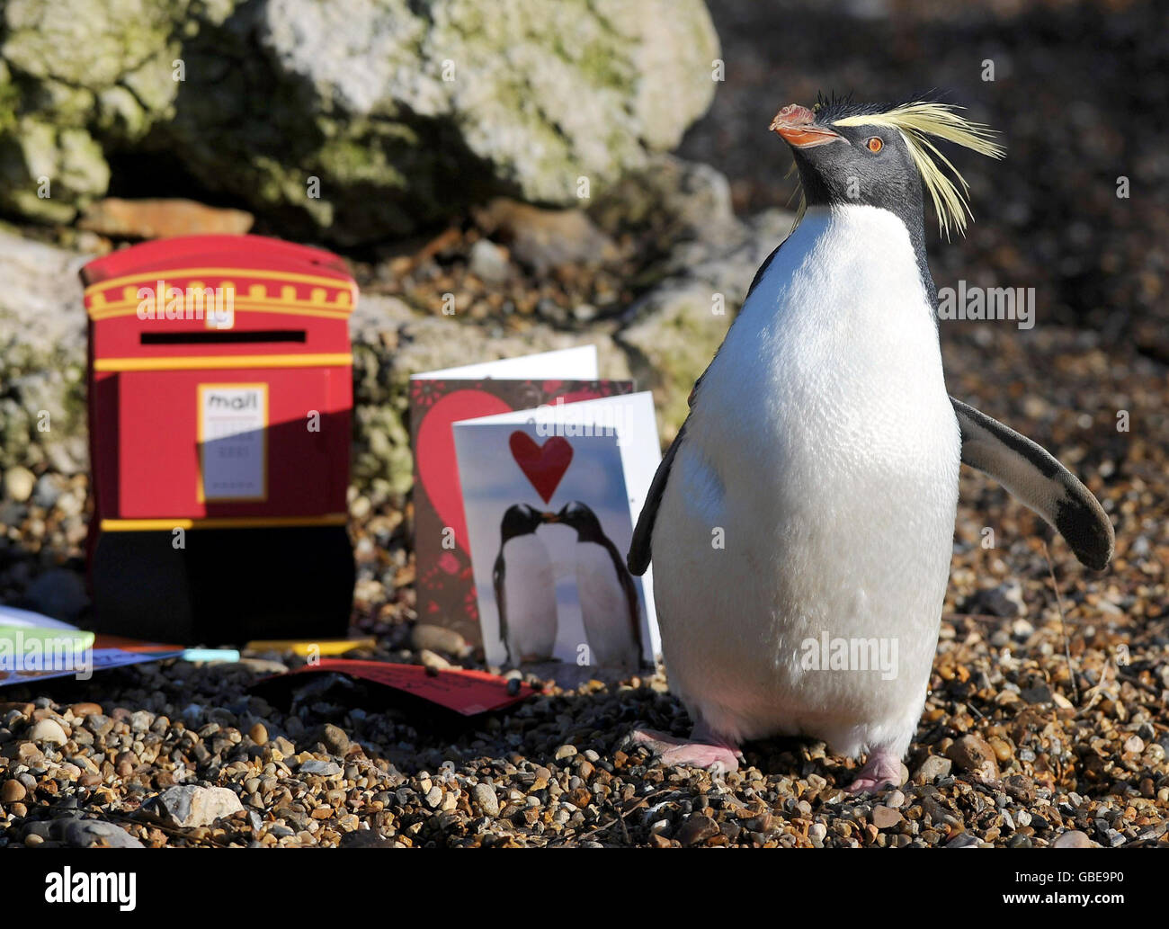 Roxy the rock hopper penguin stands next to a specially set up postbox ...