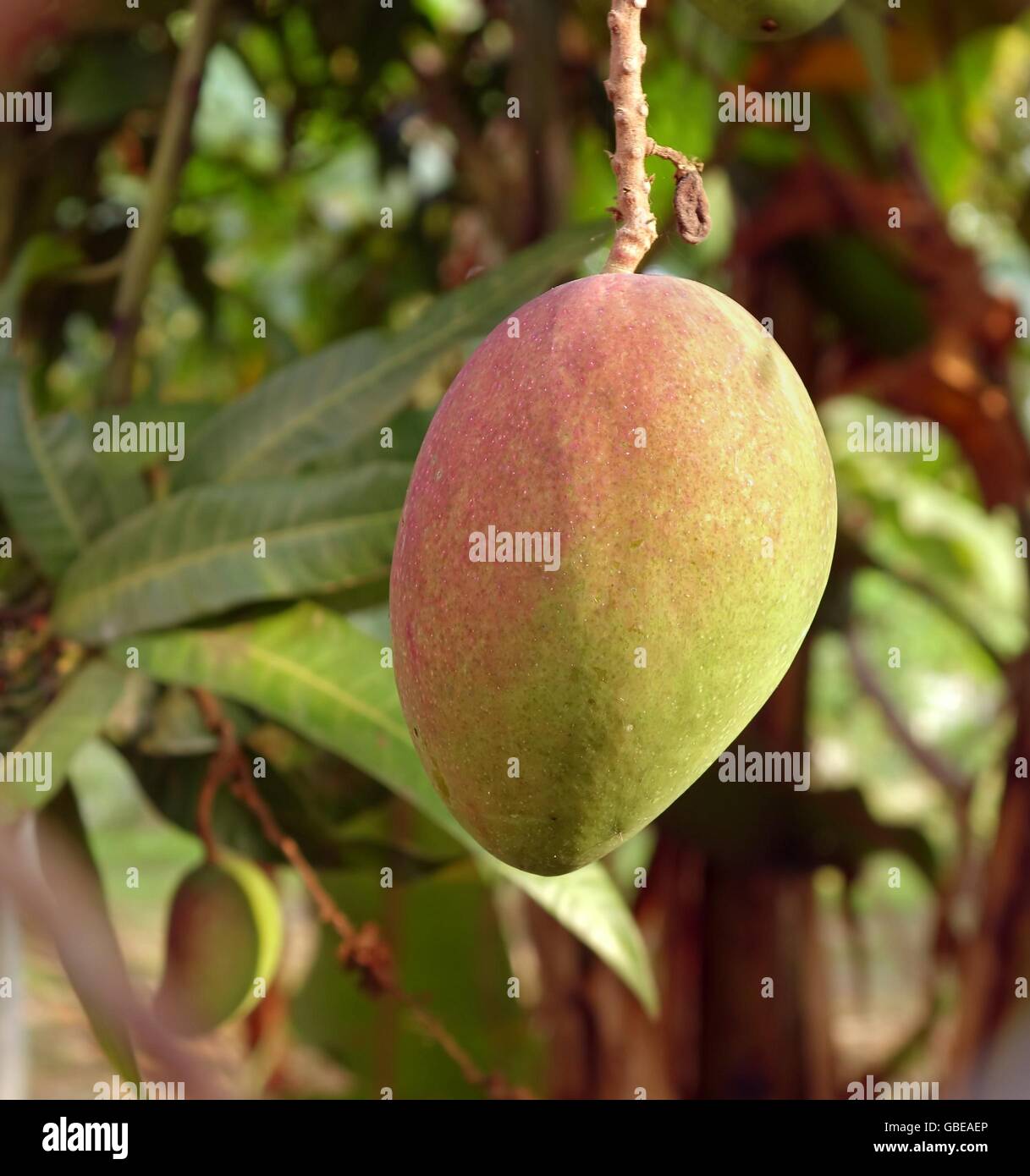 A semi ripe mango fruit of the Irwin cultivar hangs from a tree Stock ...