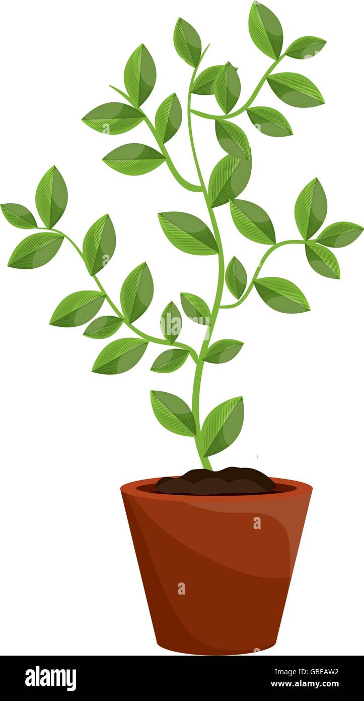 Plant with leaves growing graphic Stock Vector Image & Art - Alamy