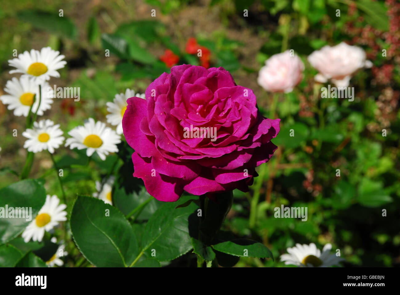 Red rose and camomile, rosa Stock Photo - Alamy