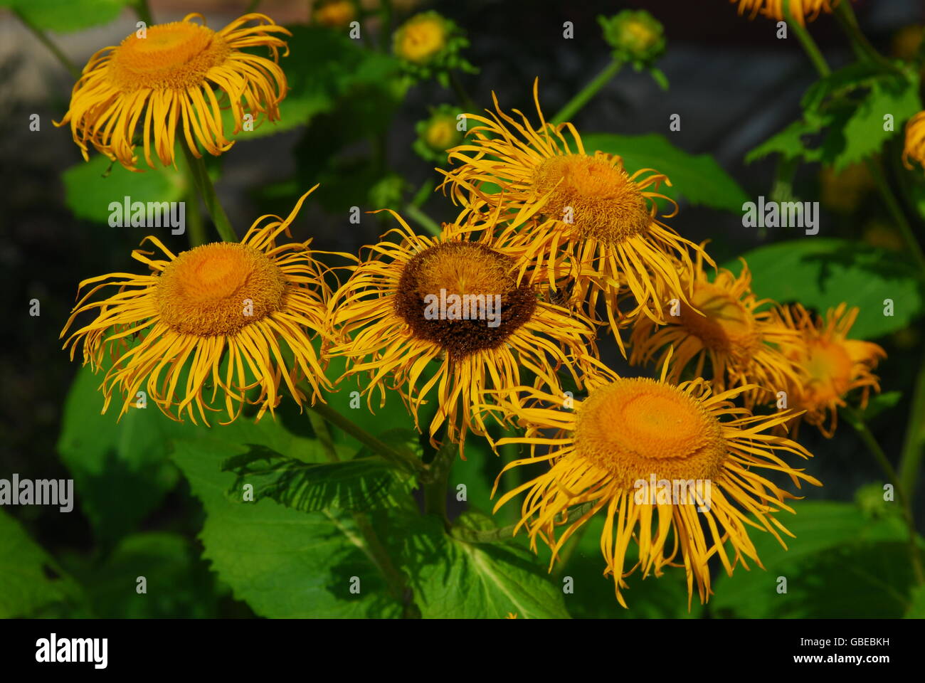 Inula Flowers High Resolution Stock Photography and Images - Alamy