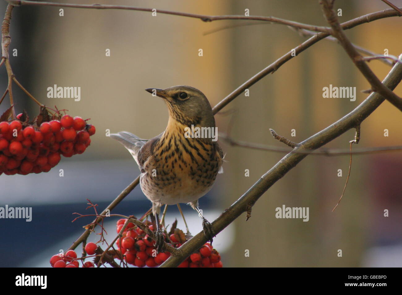 Fieldfare, turdus pilaris,fieldfare and rowan, birds, song birds Stock ...