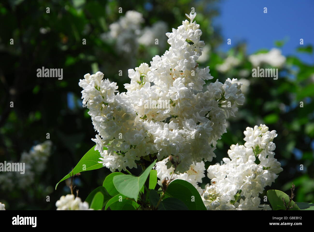 White lilac, syringa vulgaris Stock Photo - Alamy