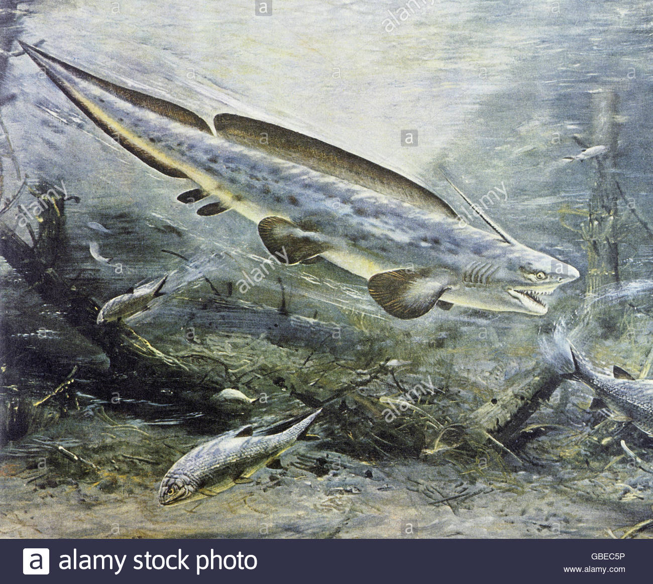 Burian Stock Photos & Burian Stock Images - Alamy